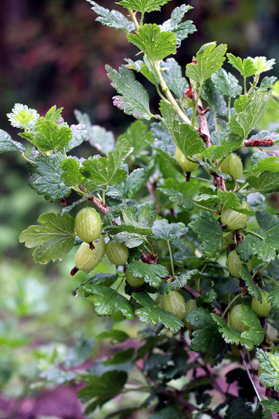 We Heart Gooseberry Pie